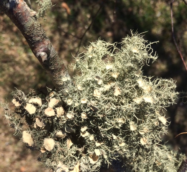 A lesson in lichen | Sarah Lavalley Gardens